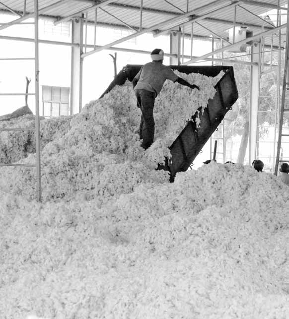 Star Rating of ginneries aids cotton buying by mills - The Textile Magazine