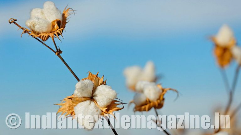 Supima Cotton - The king among fibers - The Textile Magazine
