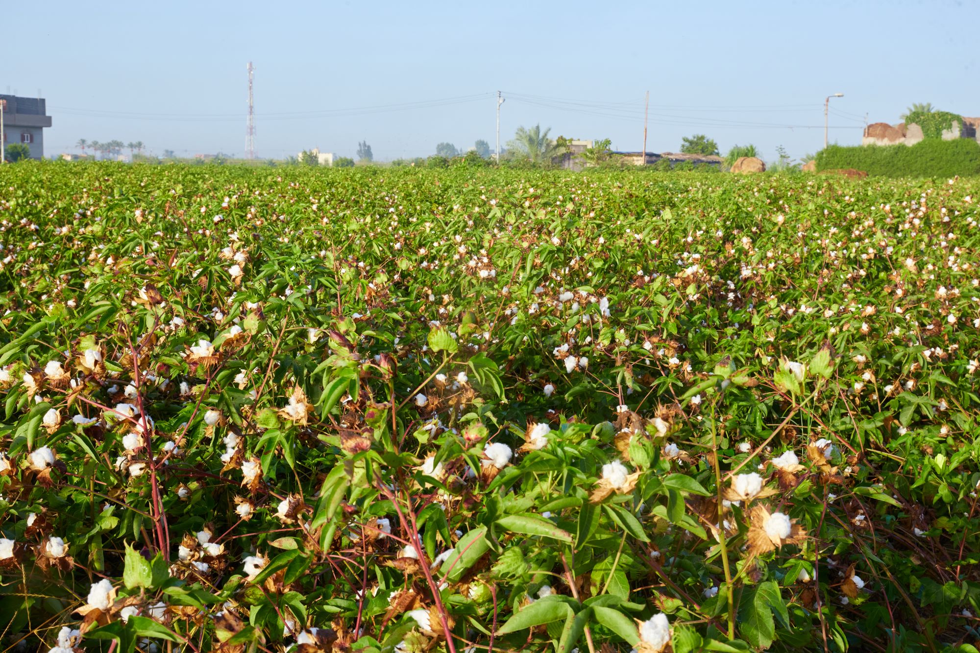 Egyptian Cotton: A Legacy of Luxury, a Future of Sustainability - The ...
