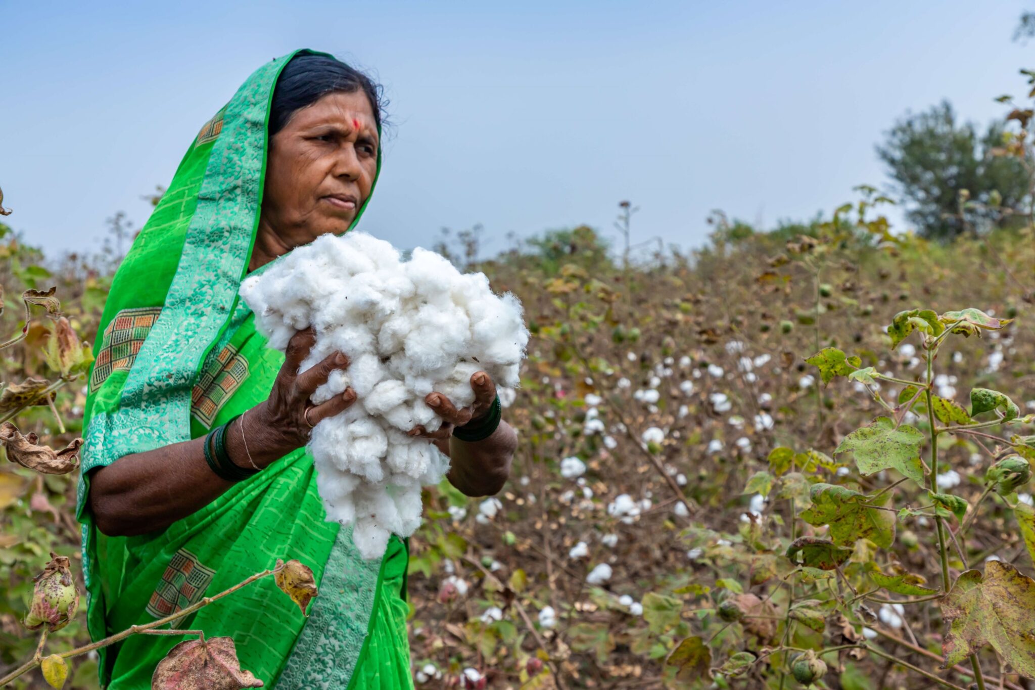 Regenerative Cotton Standard®: Impressive Results Following First ...
